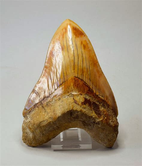 Megalodon Fossil Tooth Carcharodon Megalodon Catawiki Megalodon Fossil Tooth Carcharodon Megalodon Catawiki