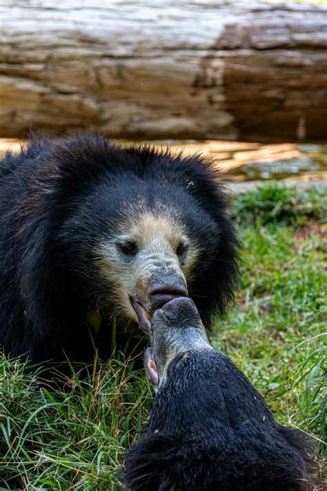 88 528 Fotos Y Imágenes De Osos Maduros En Peligro De Caza Gratis