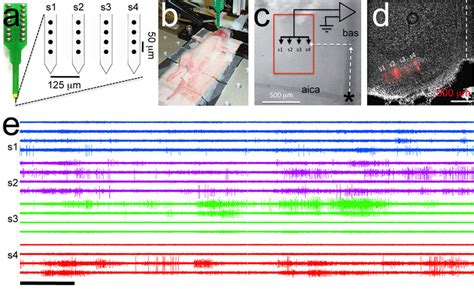A Polytrode Consists Of 4 Shanks With 4 Electrodes Per Shank Black