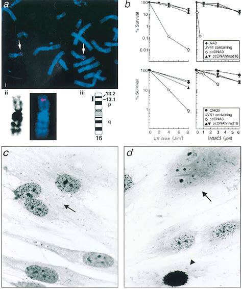 Xeroderma Pigmentosum Semantic Scholar