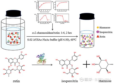 芦丁2小时内完全水解并转化为异槲皮苷和鼠李糖，江苏大学团队开发酶促水解制备高值产物新策略 异槲皮苷也称异槲皮素，是一种天然存在的黄酮醇类化合物
