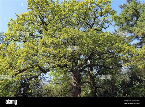 An Oak Tree Quercus Robur In Springtime Against A Blue Sky Its Sturdy Trunk And Magnificent
