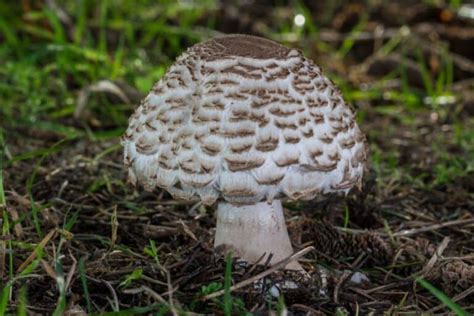 Shaggy Parasol Identification Foraging And Cautions Mushroom