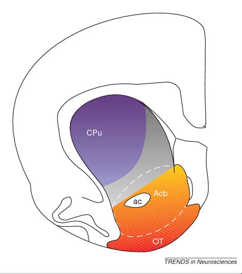 Dorsal Striatum