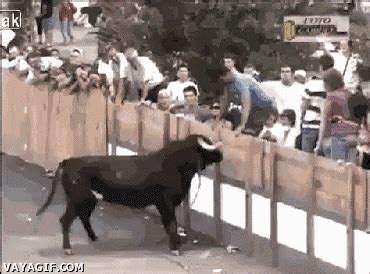 Bull Audience Attack  Bull Angry Anger Discover And Share S