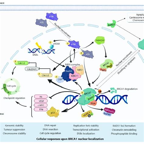 Inhibitors Of The Ddr Pathway That Reached Clinical Trials Download