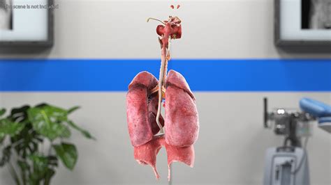 Female Respiratory System 3d Model 99 3ds Blend C4d Fbx Max Ma