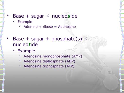 Structure Of Dna And Rna And Functionspptx