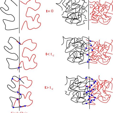 Schematic Diagram Of Diffusion Process At Polymerpolymer Interface A