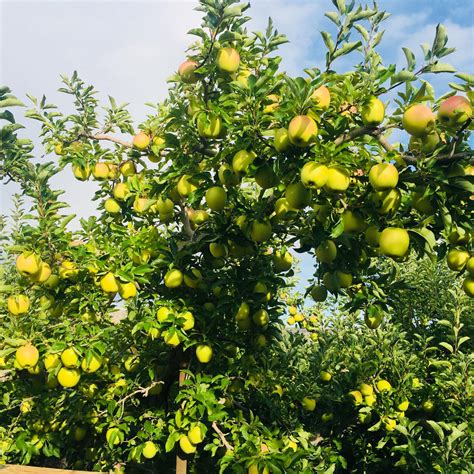 Trái Cây Cevis Trái Cây Cevis Added A New Photo