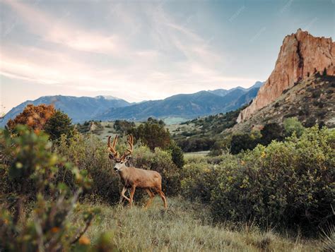 Premium Photo View Of A California Mule Deer On The Grass By Bushes In The Wilderness