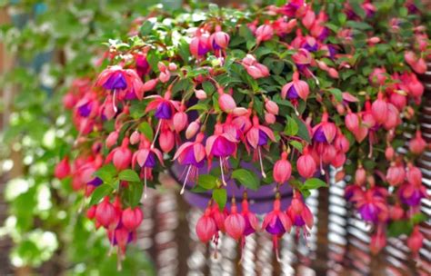 How To Prune Fuchsias When Should You Prune So That The Plant Can