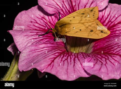 Pyrrharctia Isabella Fotos Und Bildmaterial In Hoher Auflösung Alamy