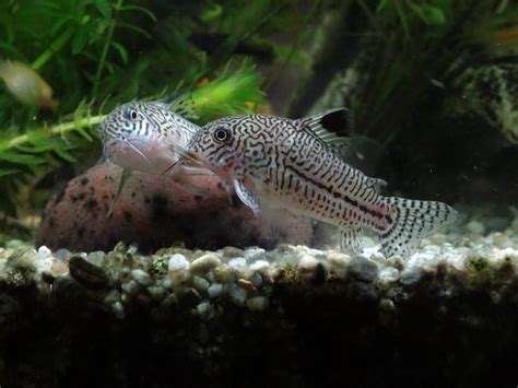 Sexing Cory Catfish Corydoras Male Or Female Guide Keeping Catfish