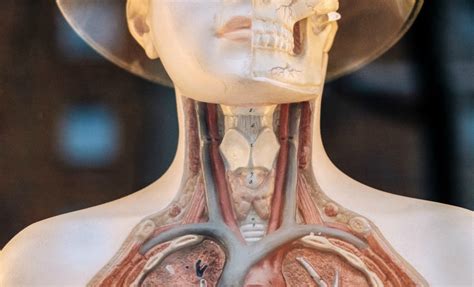 Thyroid Neck Image The Natural Health And Healing Center