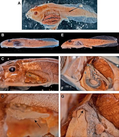 Dissections Of Tadpole Lungs A Large Typical Tadpole Lungs In