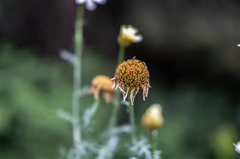 10 Free Papatya Kır Çiçeği And Papatya Images Pixabay