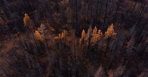 Stand For Trees On Linkedin How Are The Worlds Trees Doing A New