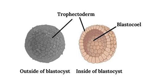 What Is Embryo Compaction Remembryo