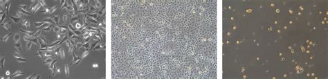 Introduction To Mammalian Cell Culture Learn And Share Leica Microsystems
