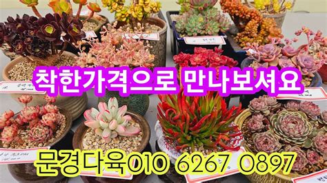 문경다육😊착한아가들💥벤바디스노블레드홍매화별의눈물레드환타지블랙캐시미어블루엘프은설🌸23420korean