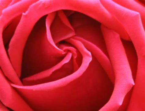 Rose Class 1 The Rose Healing Grid Rose Alchemy