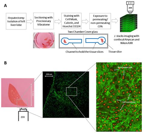 Multiscale Transport And 4d Time Lapse Imaging In Precision Cut Liver Slices Pcls [peerj]