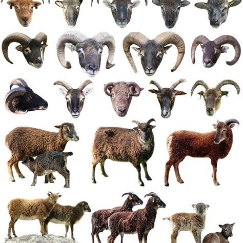 Phenotype Variation In Sheep Horns A Polled Phenotype B Scurred