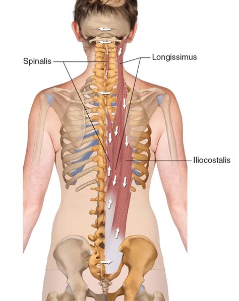 Muscles Of Back In Deep Layer Erector Spinae Muscles 11
