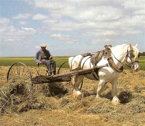 Solve Paard Jigsaw Puzzle Online With 72 Pieces