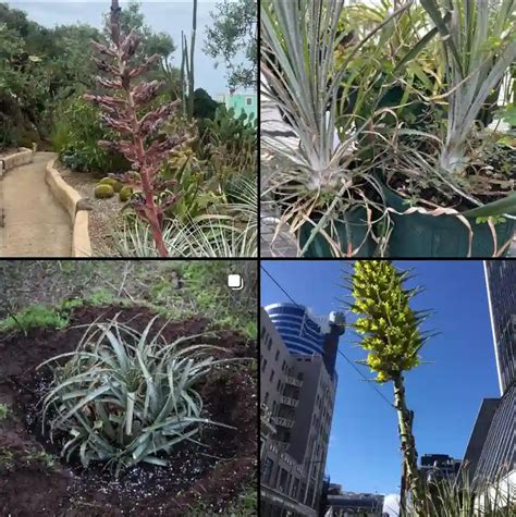 232 Species In Genus Puya
