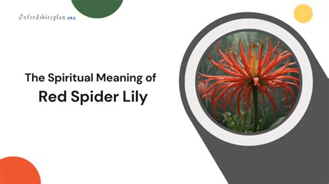 Red Spider Lily Meaning and Spiritual Significance - Oxfordshire Plan