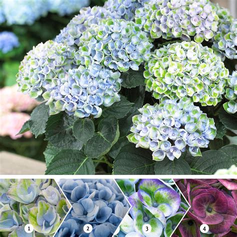 Buy Hydrangea Macrophylla Magical Revolution Blue J Parker Dutch Bulbs