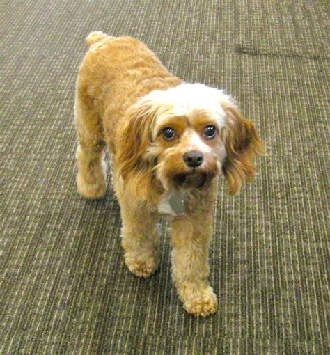 Rudy Cutie Pie Cockapoo Our Office Dog Office Dog Dog Cat Work