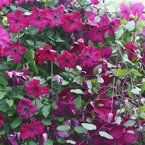 Clematis Viticella Carmencita Clematis Westphal