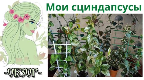 Часть семейства Ароидные комнатное растение СЦИНДАПСУС (Scindapsus) моя ...