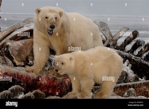 Polar Bear Sow With Cub Scavenging A Bowhead Whale Carcass On The Pack Ice 1002 Area Arctic