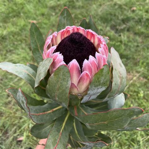 Buy Protea Passion Plants Online Free Shipping Nz Wide