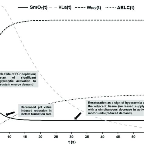 Mean Time Dependent O 2 Saturation Of The Vastus Lateralis Muscle Smo