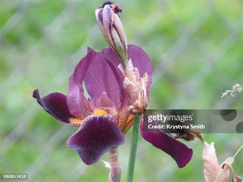 Iris Smith Photos And Premium High Res Pictures Getty Images