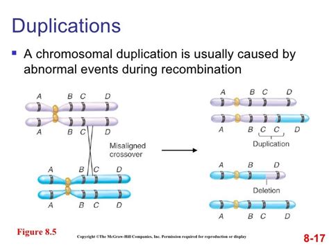 Variation In Chromosome Structure And Number Chapter 8