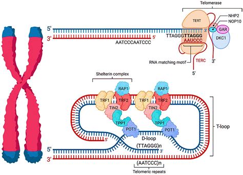 Telomeres And Telomerase