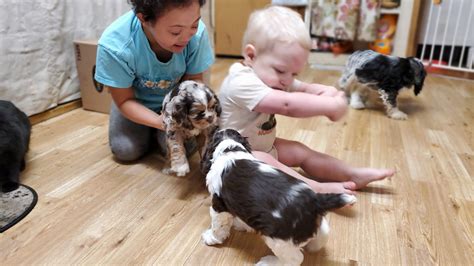Full Grown Cocker Spaniels Domesticlife Cocker Spaniels