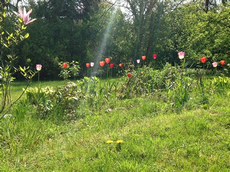 Kebun Bunga Alam Musim Foto Gratis Di Pixabay Pixabay
