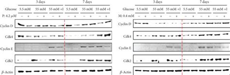 The Activity Of Cyclin Cdk Complexes Which Promote Cell Cycle Download Scientific Diagram