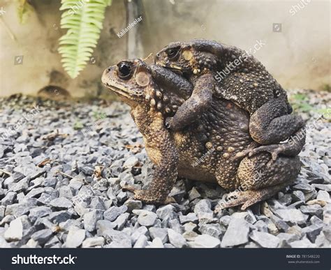 Toad Hugging Love Stock Photo 781548220 Shutterstock