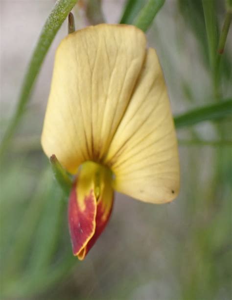 Little Silverpod From Golden Gate Highlands National Park South Africa