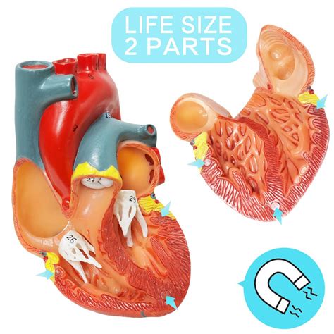 Hadwyn Human Heart Model Life Size Medical Heart India Ubuy