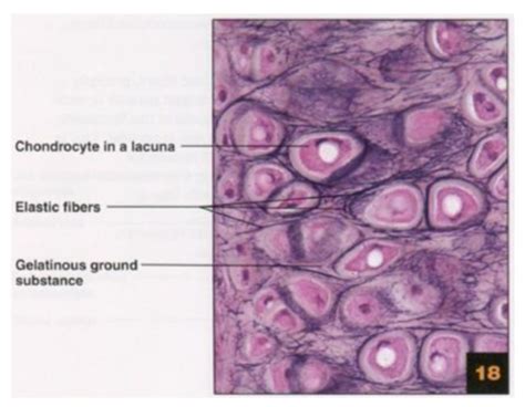 Tissues Under Microscope Flashcards Quizlet