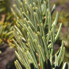 Picea Glauca White Spruce Go Botany